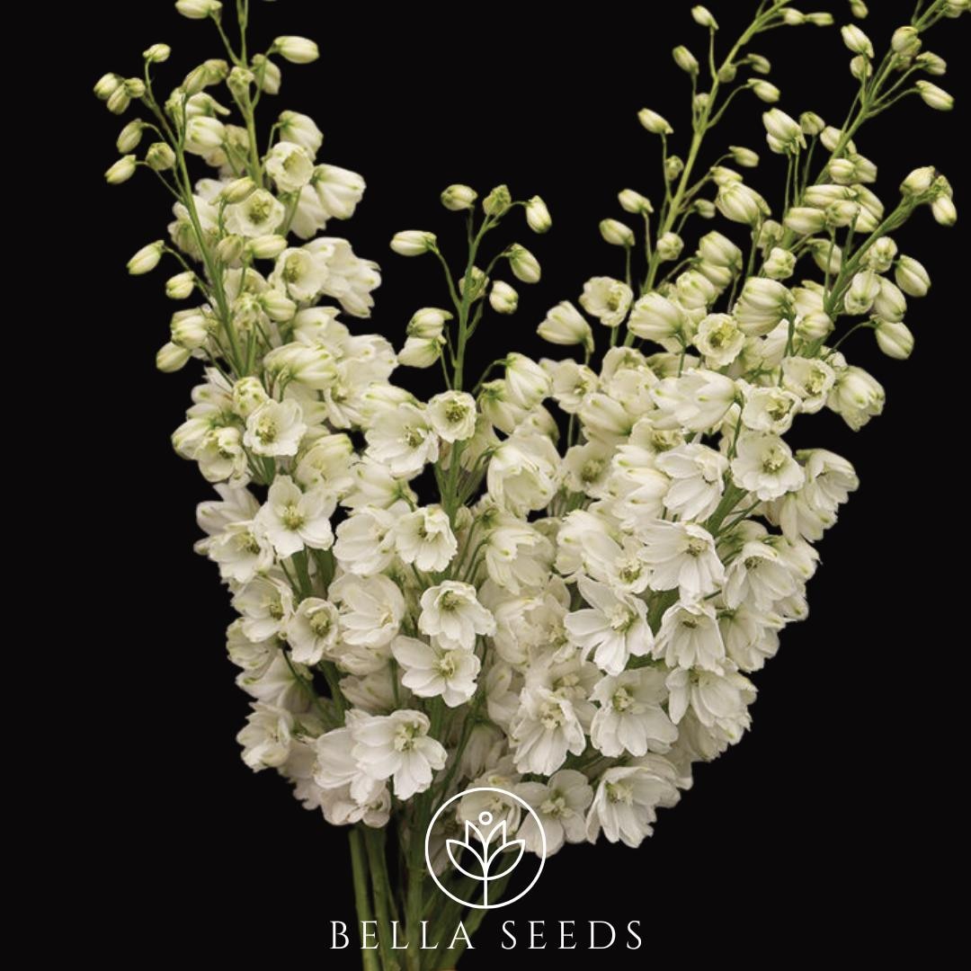 Guardian White F1 Flower Seeds: Cut Flowers (10 Seeds) - Etsy
