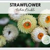 Strawflower Scarlet Choice Double Seeds - Etsy