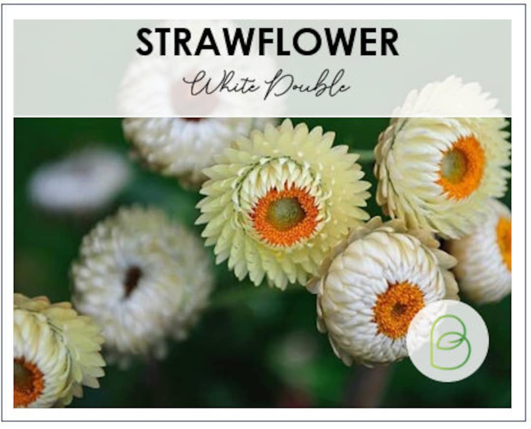 White Double Strawflower Seeds, Helichrysum Bracteatum - Etsy