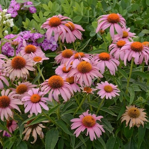 Echinacea Prairie Splendor Rose Compact 10 Seeds - Etsy