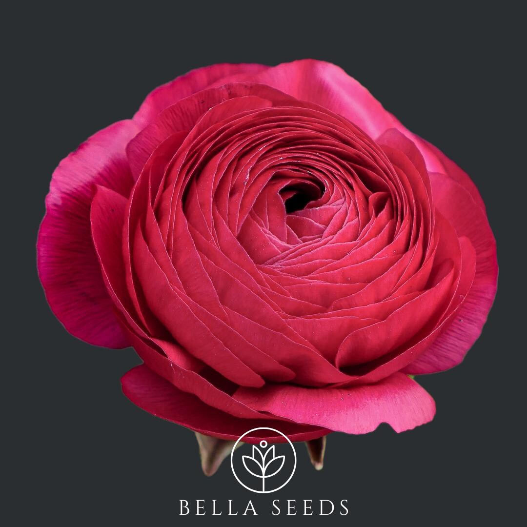 Tecolote Rose Ranunculus Corms (5-6 Cm): Persian Buttercup Flower Bulbs ...