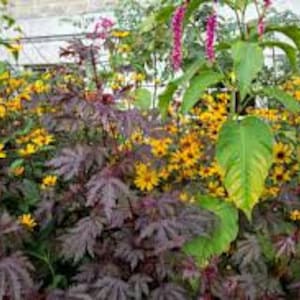 Mahogany Splendor Hibiscus - 5 Seeds || Exotic Flower || Garden Plant ...