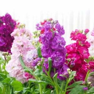 Stock Katz Mix 25+ Seeds, Stock Matthiola Incana - Etsy