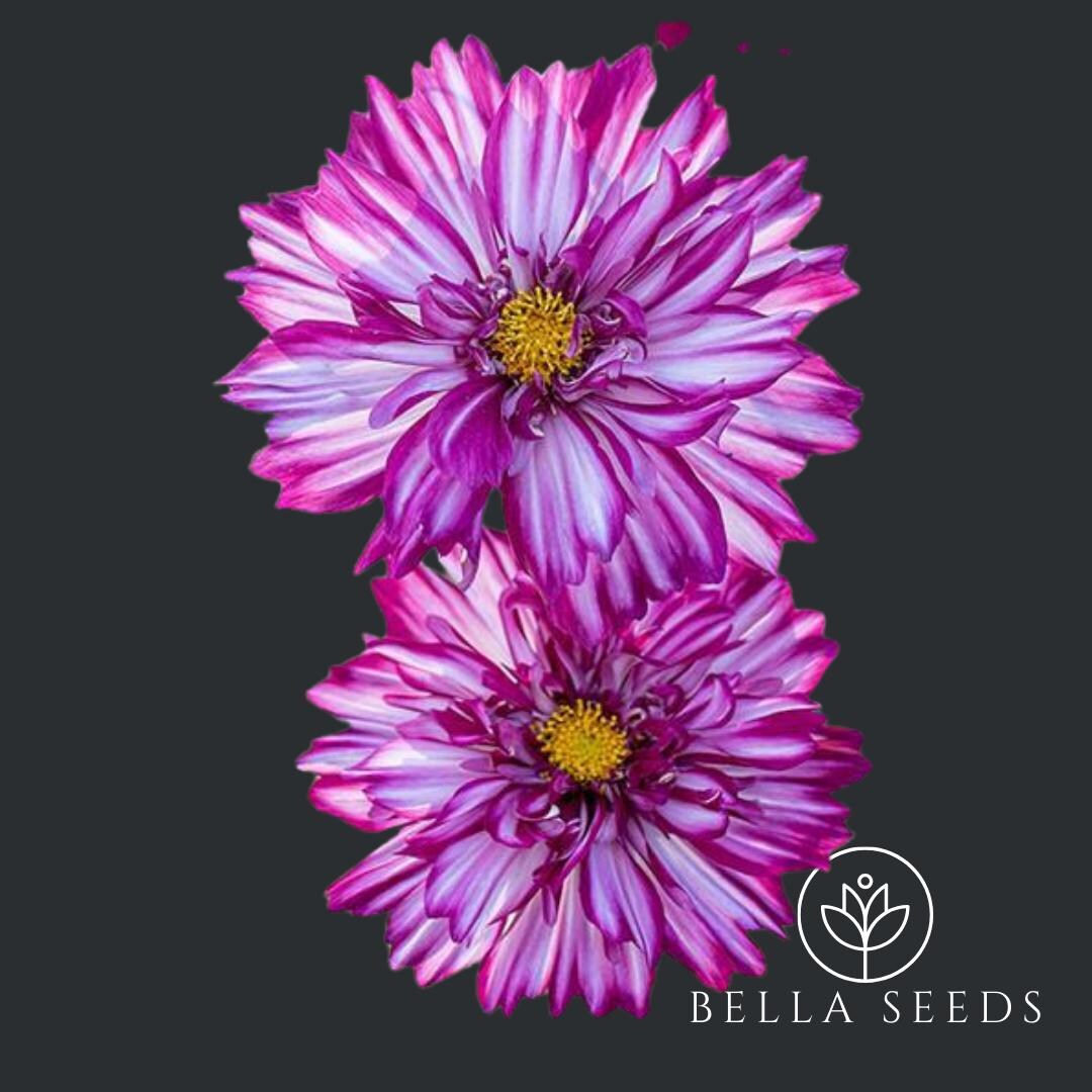 Bicolor Violet Cosmos Seeds: Double Click Cut Flower - 25 Seeds - Etsy