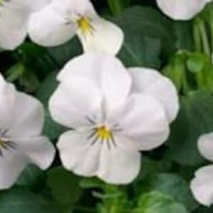 Viola, Perfection White 25+ Seeds - Etsy