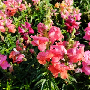 Snapdragon Dwarf Mix Seeds, Landscape Flowers, Cool Flowers, Spring ...