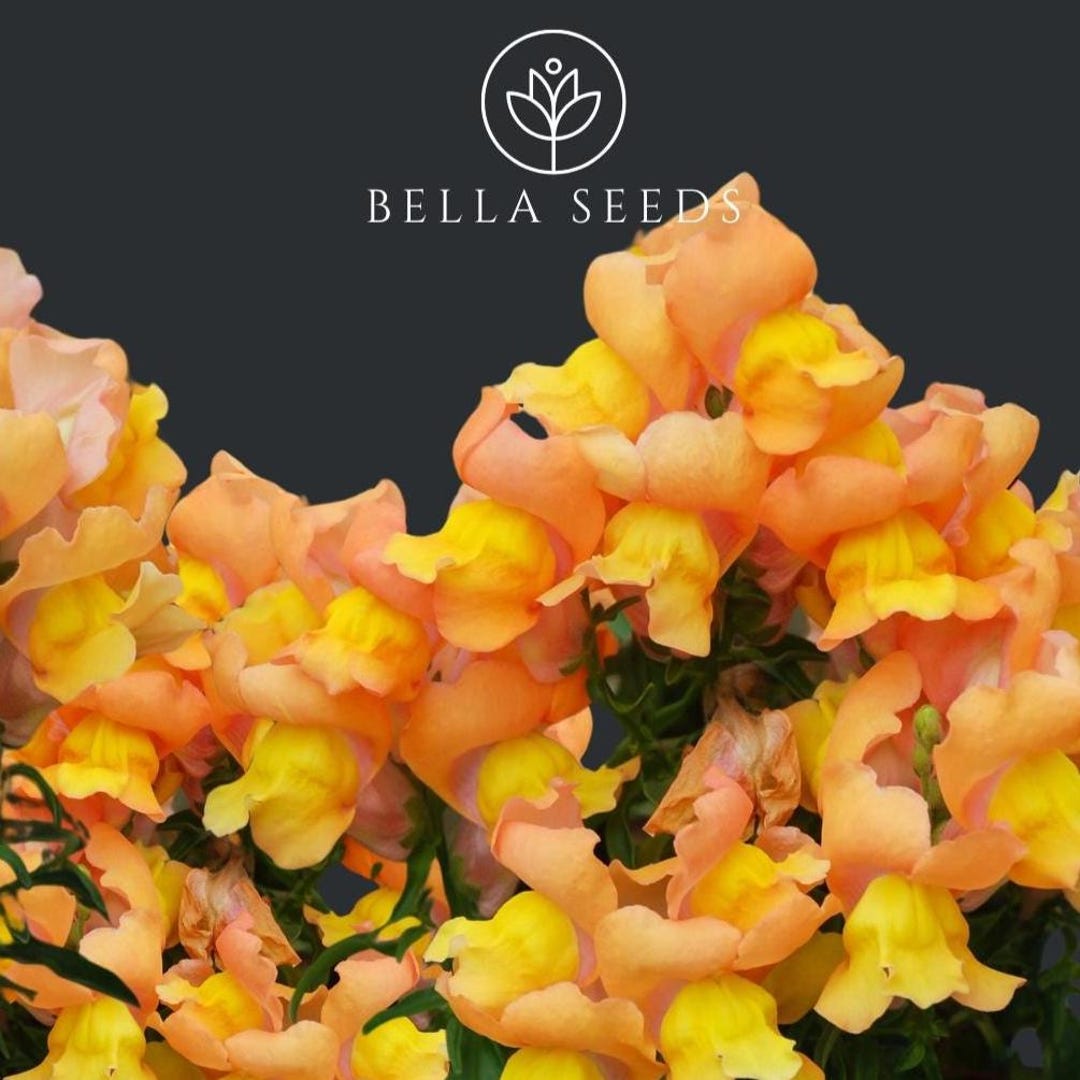Snapdragon Cannes Dark Orange Seeds, 20 Seeds, Antirrhunium - Etsy