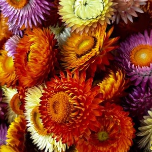 Strawflower Helichrysum - Tall Double Mix, 25 Seeds - Etsy