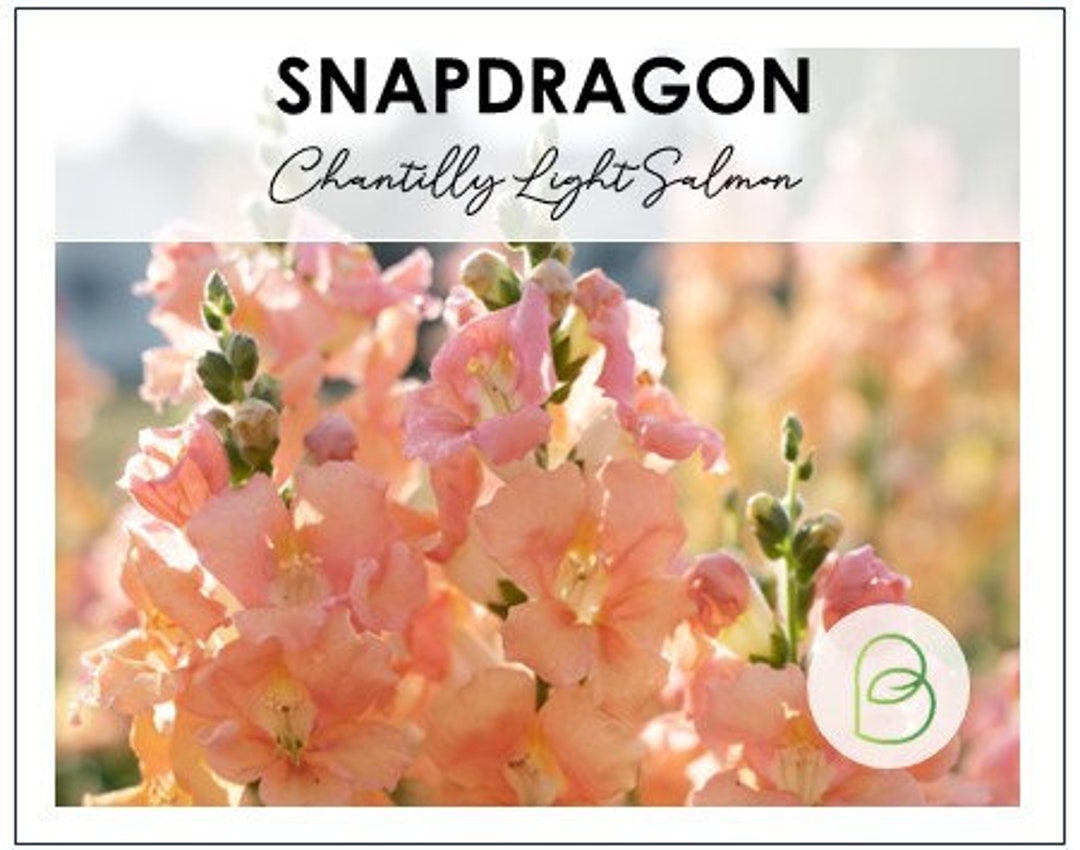 Snapdragon Chantilly Light Salmon Seeds, Rare Seeds, Cut Flower Seeds ...