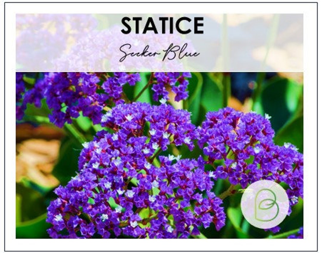 Statice Seeker Blue 20 Seeds - Etsy