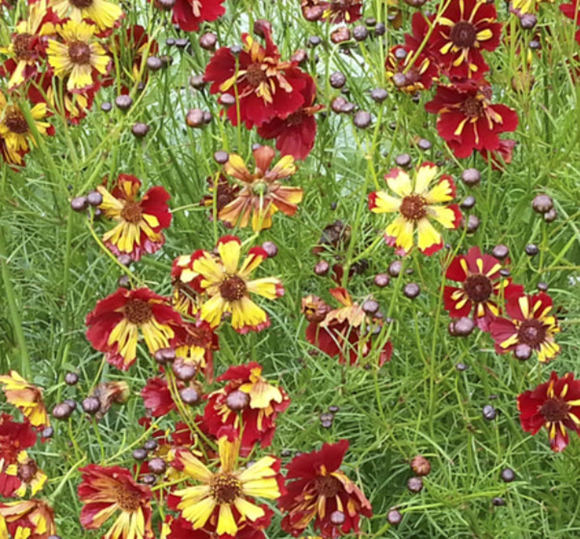 Coreopsis Roulette 25 Seeds Tickseed Coreopsis Grandiflora - Etsy