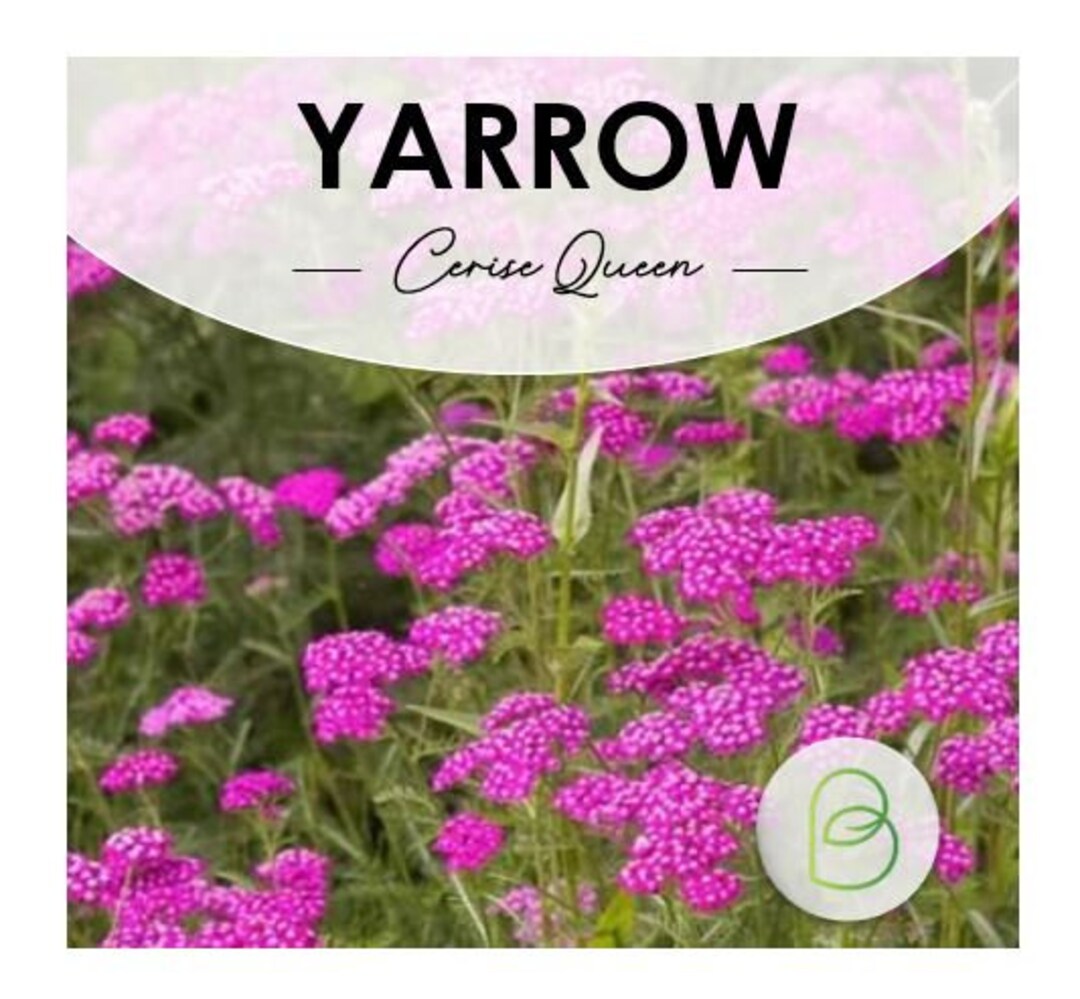 Yarrow Cerise Queen 50 Seeds, Achillea Rose-pink - Etsy