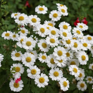 Feverfew Magic Single 15+ Seeds, Chrysanthemum Parthenium, Matricaria ...