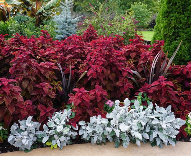 25 Dusty Miller New Look Seeds - Etsy