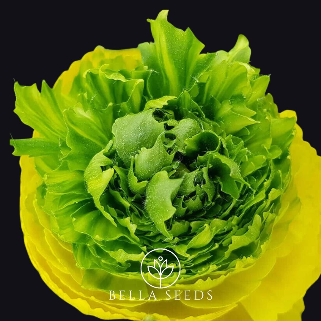 Super Greens Gold Ranunculus Corms, 7+ Cm, Ranunculus Corms, Persian ...