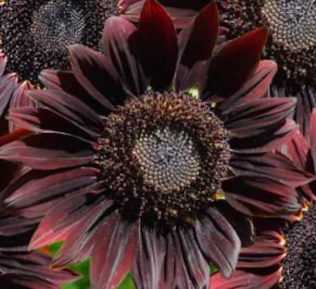 Sunflower Chocolate Cherry 30 Seeds - Etsy
