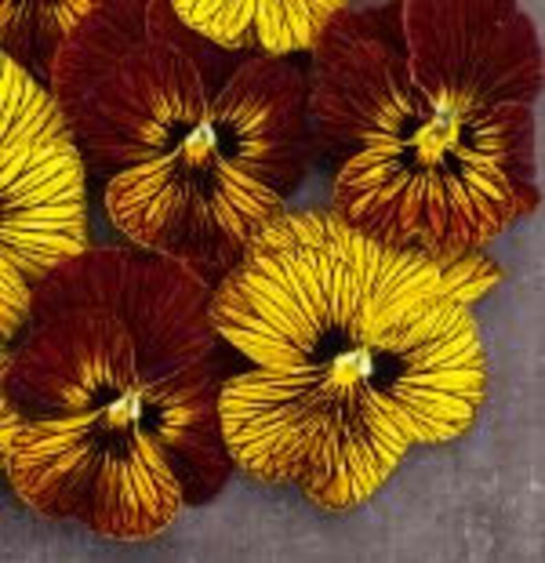 20 Viola, Tiger Eye Mix PRIMED Seeds - Etsy