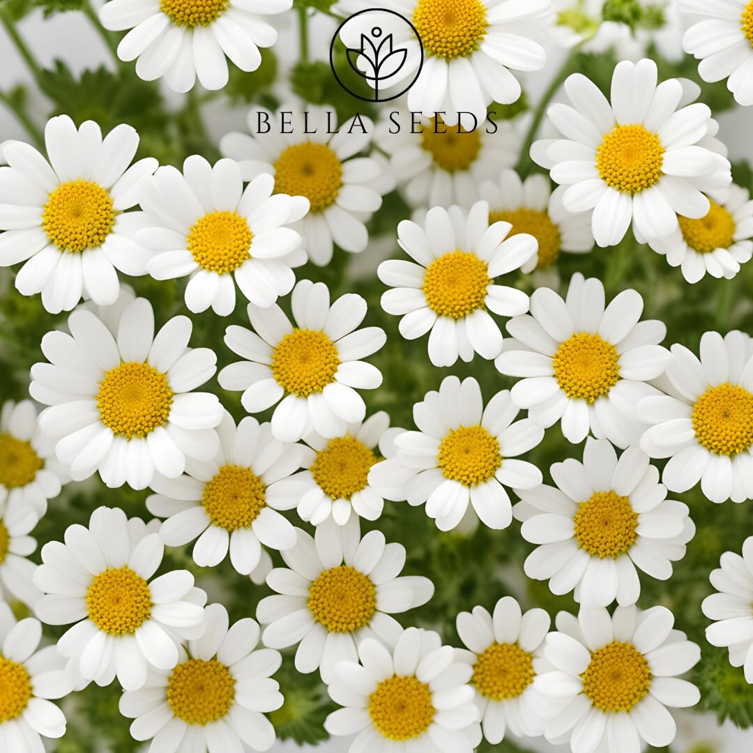 Feverfew Magic Single 15+ Seeds, Chrysanthemum Parthenium, Matricaria ...
