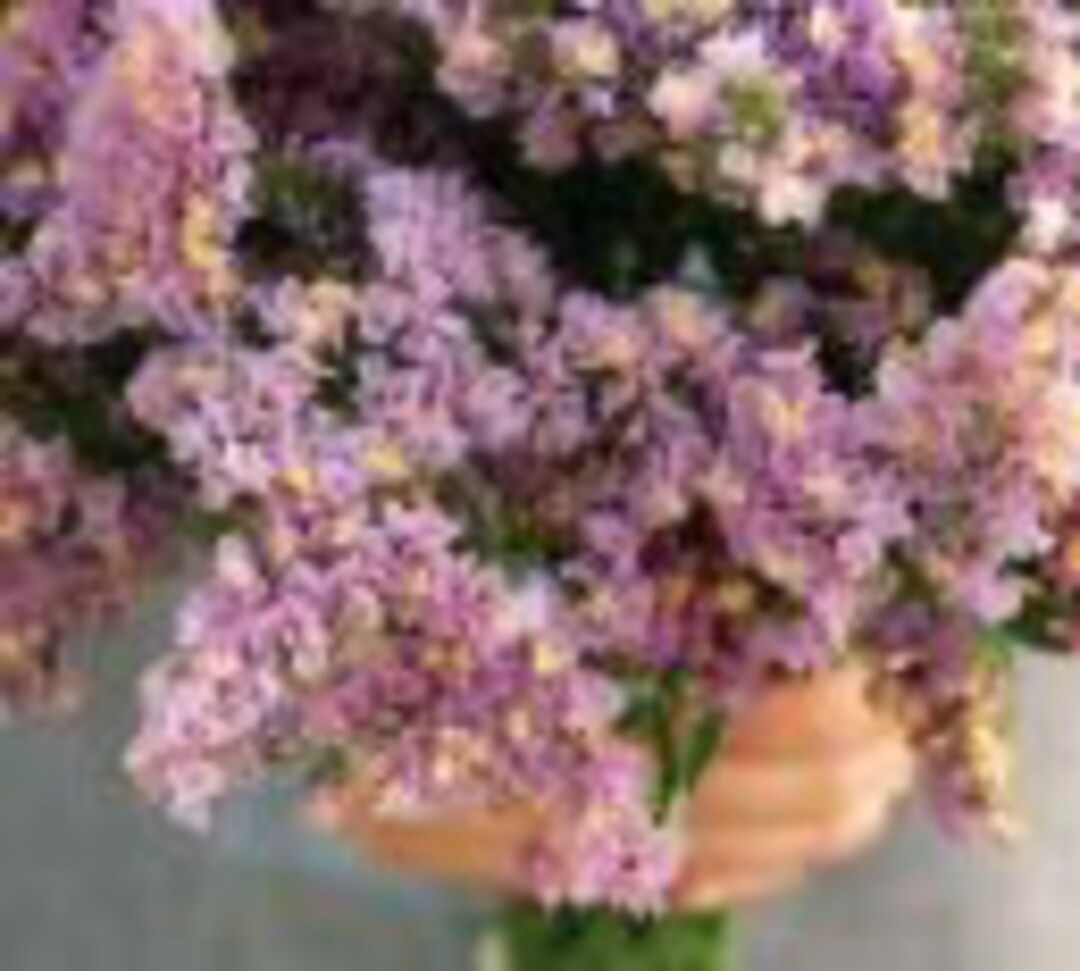 Statice Forever Happy 25 Seeds - Etsy