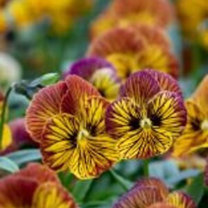 20 Viola, Tiger Eye Mix PRIMED Seeds - Etsy