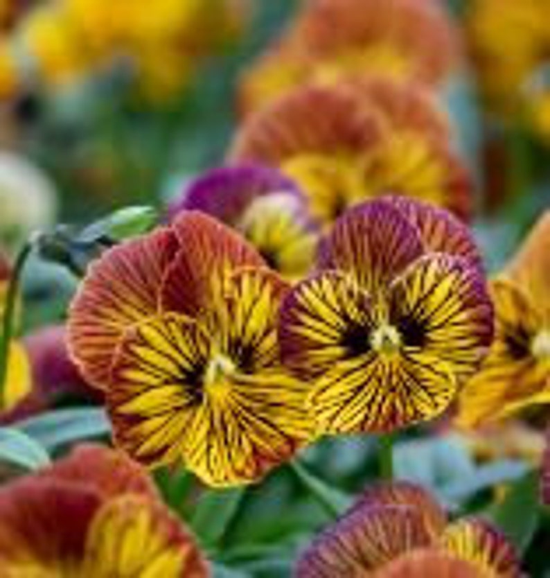 20 Viola, Tiger Eye Mix PRIMED Seeds - Etsy