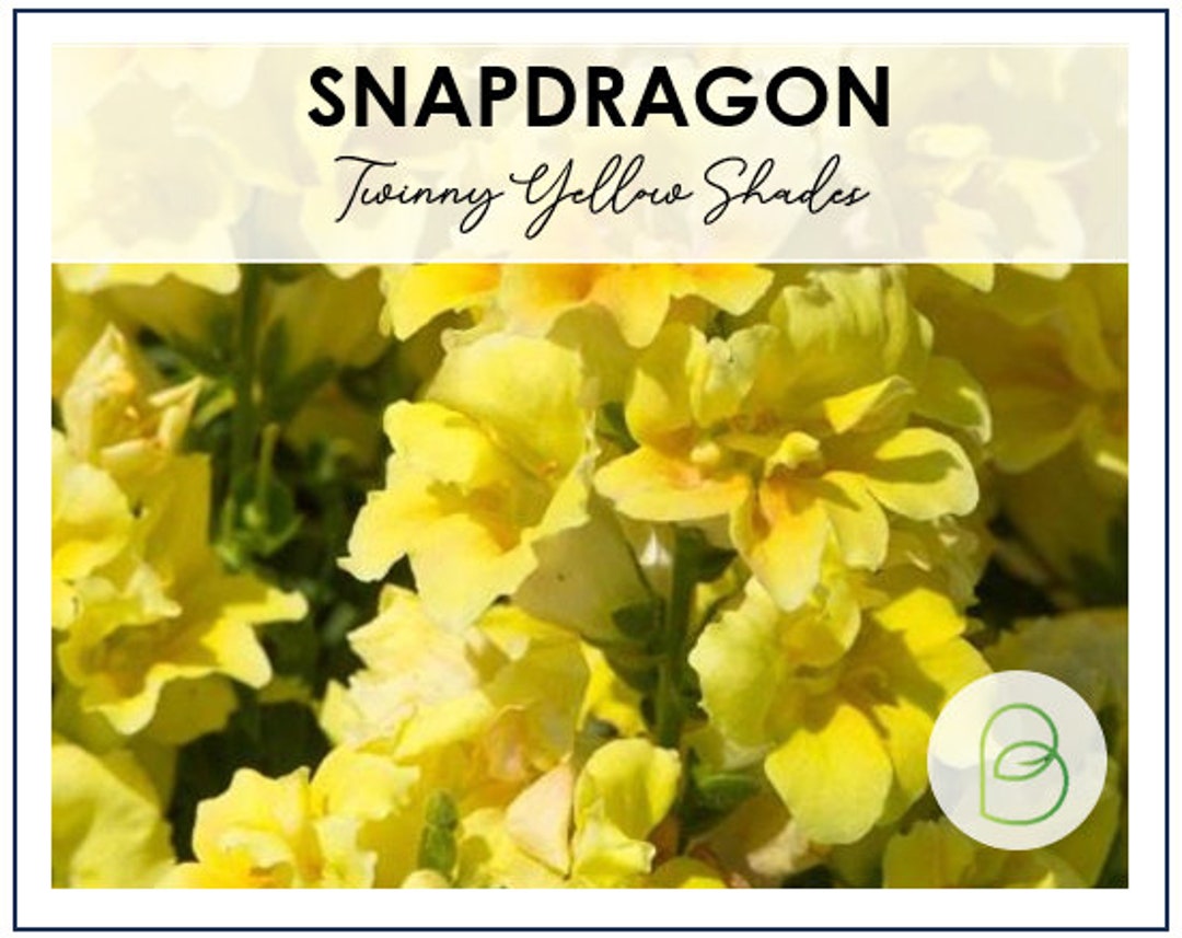Snapdragon Twinny Yellow Shades 10+ Seeds - Etsy
