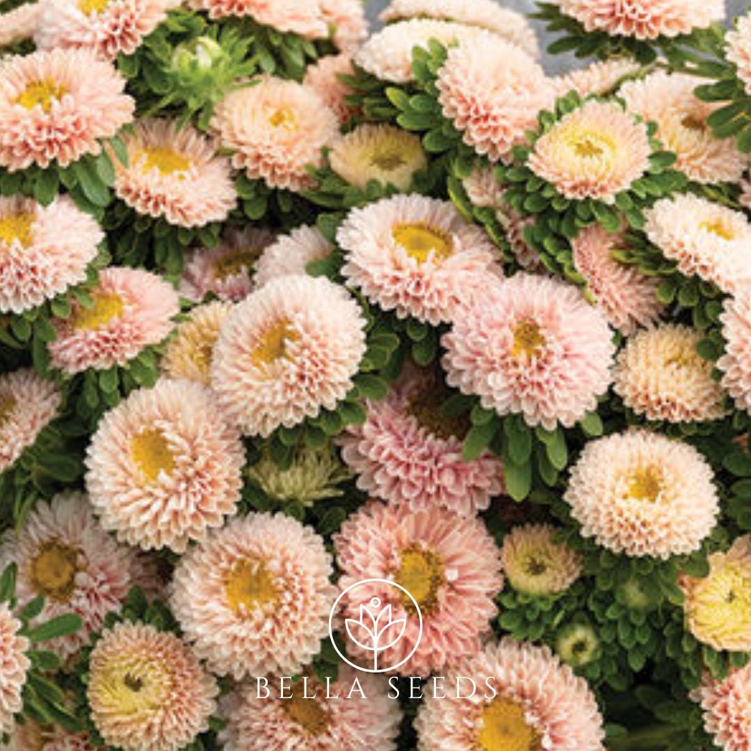 Aster Matsumoto Apricot 25 Seeds - Etsy