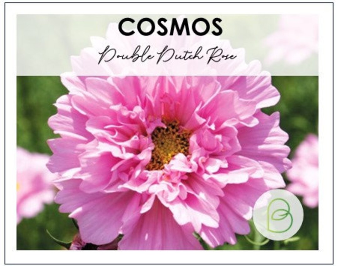 Cosmos Double Dutch Rose 50 Seeds, Cosmos Bipinnatus 50 Seeds, Double ...