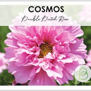 Cosmos Double Dutch Rose 50 Seeds, Cosmos Bipinnatus 50 Seeds, Double ...