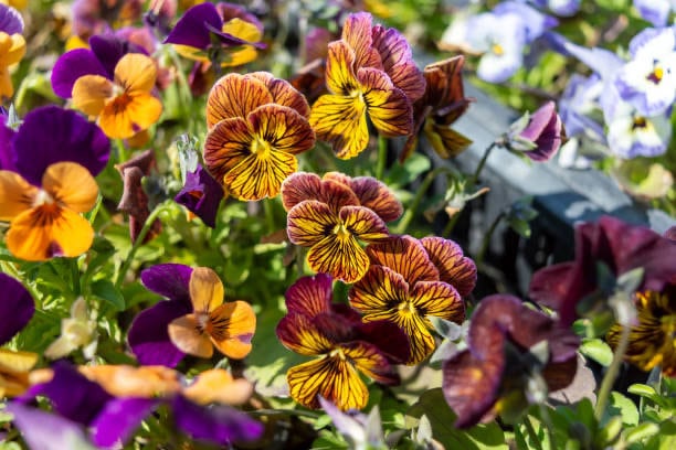 20 Viola, Tiger Eye Mix PRIMED Seeds - Etsy