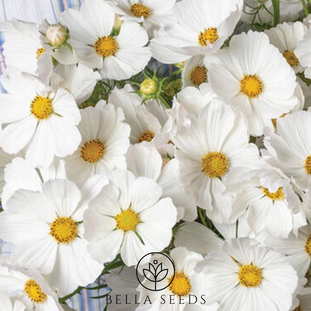 Cosmos Afternoon White Seeds - 25 Seeds, Cut Flower Seeds Pack ...