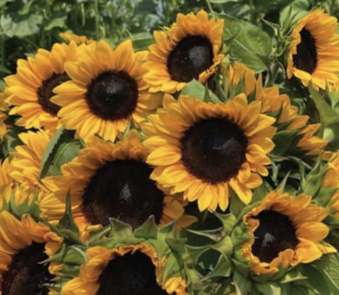 Procut Orange Excel Sunflower 10 Seeds F1 Seeds Hybrid - Etsy