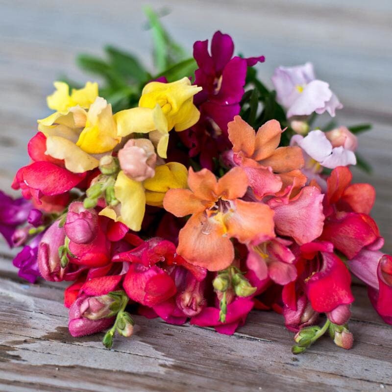 Snapdragon Dwarf Mix Seeds, Landscape Flowers, Cool Flowers, Spring ...