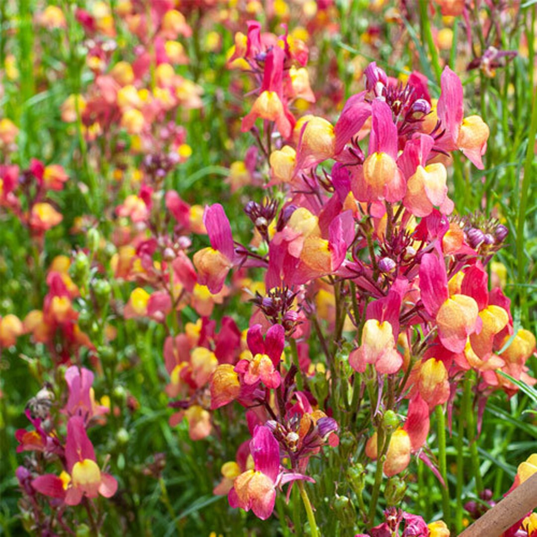 50 Linaria Licilia Peach Seeds - Etsy