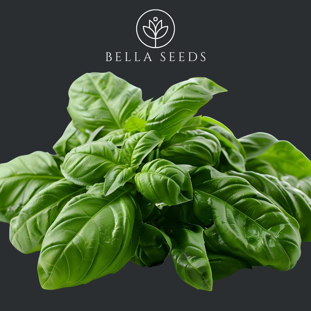 Italian Large Leaf Basil Seeds, Heirloom Seeds, Non-gmo, Garden Herb ...