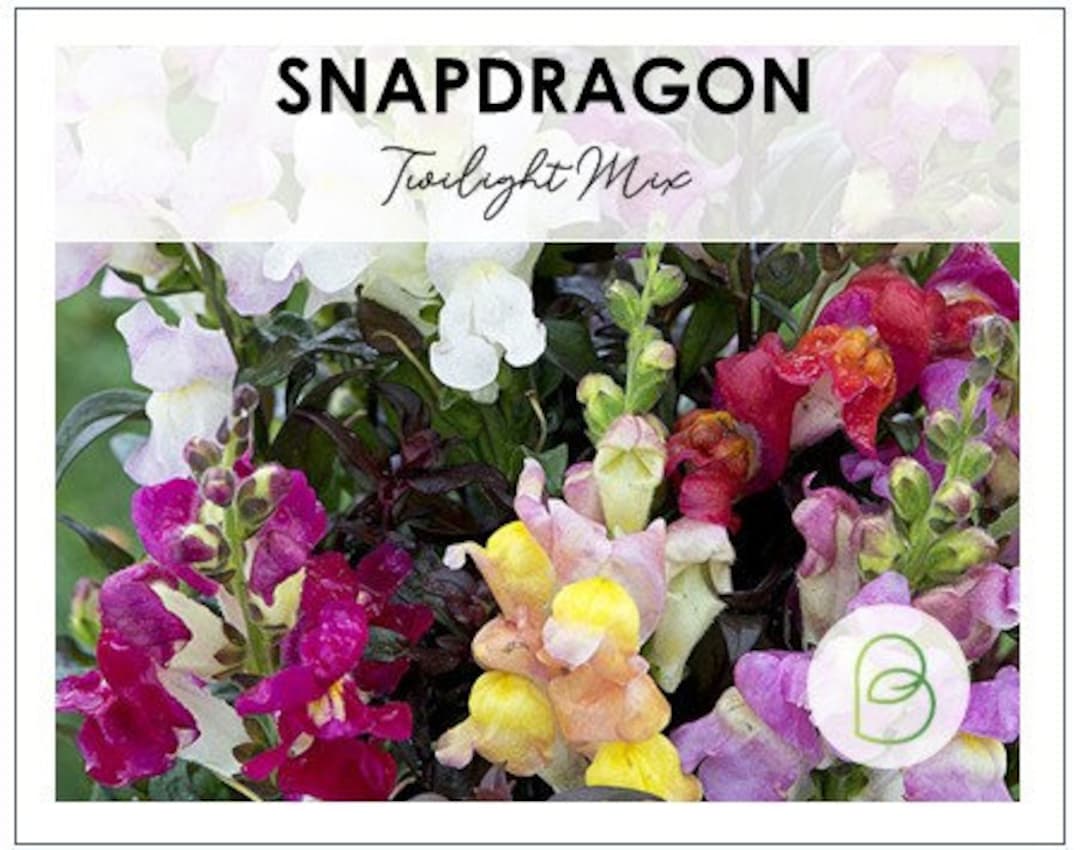 Snapdragon Twilight Mix 25+ Seeds - Etsy