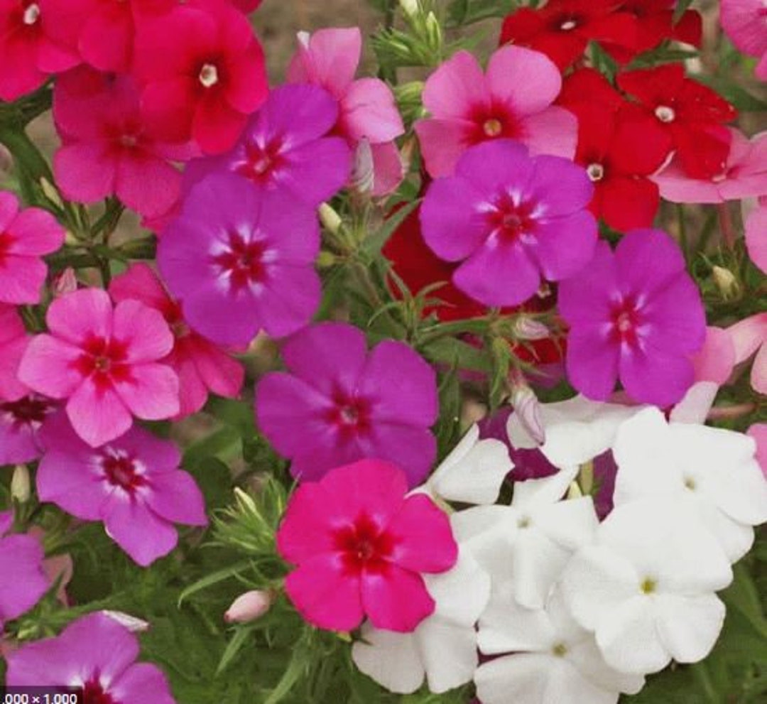 Annual Phlox Seed Mix Drummond Phlox Drummondii - Etsy