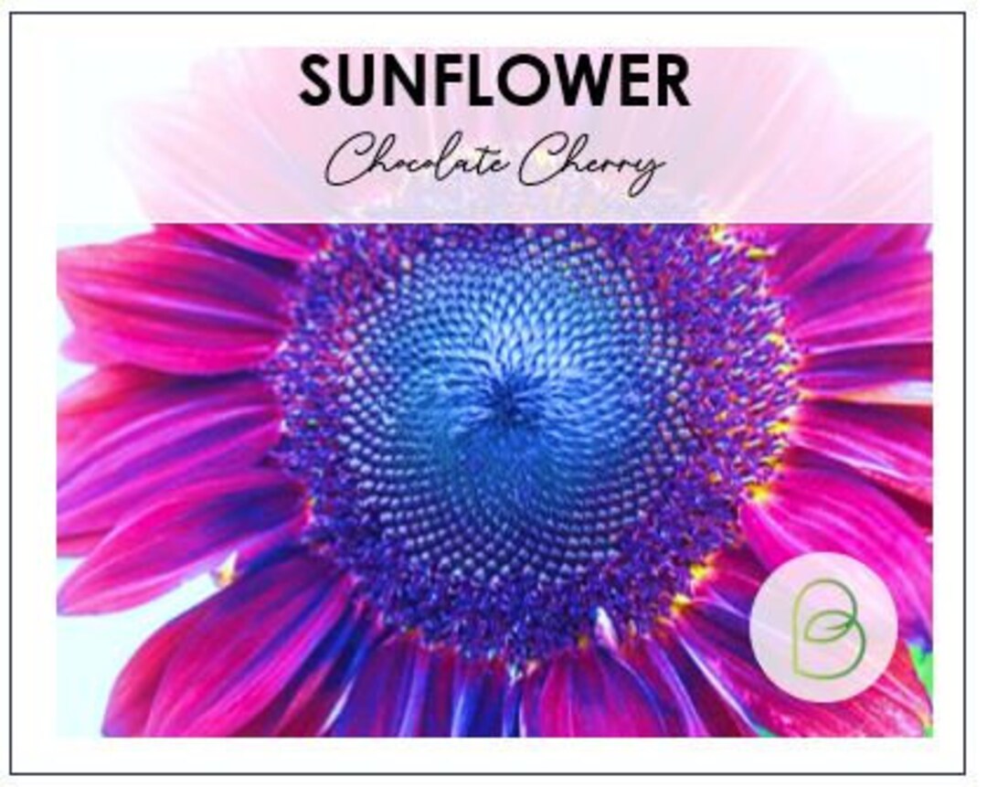 Sunflower Chocolate Cherry, 30 Seeds, Black Sunflower, Garden Seeds ...