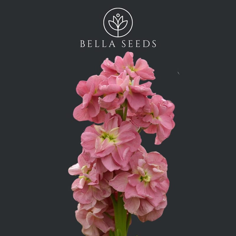 Antique Pink Rose Plants - Etsy