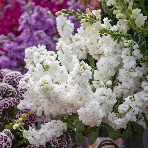 Stock Katz Hi Double White 10+ Seeds, Stock Matthiola - Etsy