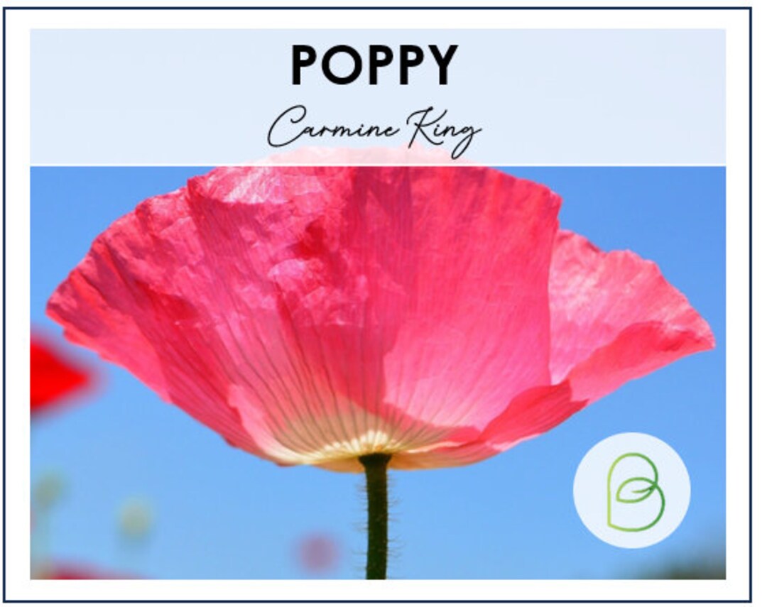 California Poppy Carmine King Seeds | 50 Seeds | Vibrant Crimson Blooms ...