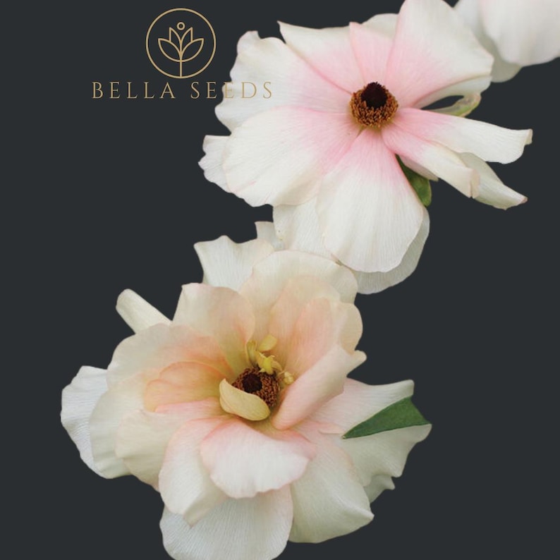 Butterfly™ Ariadne® Ranunculus Corms: Persian Buttercups, Huge ...