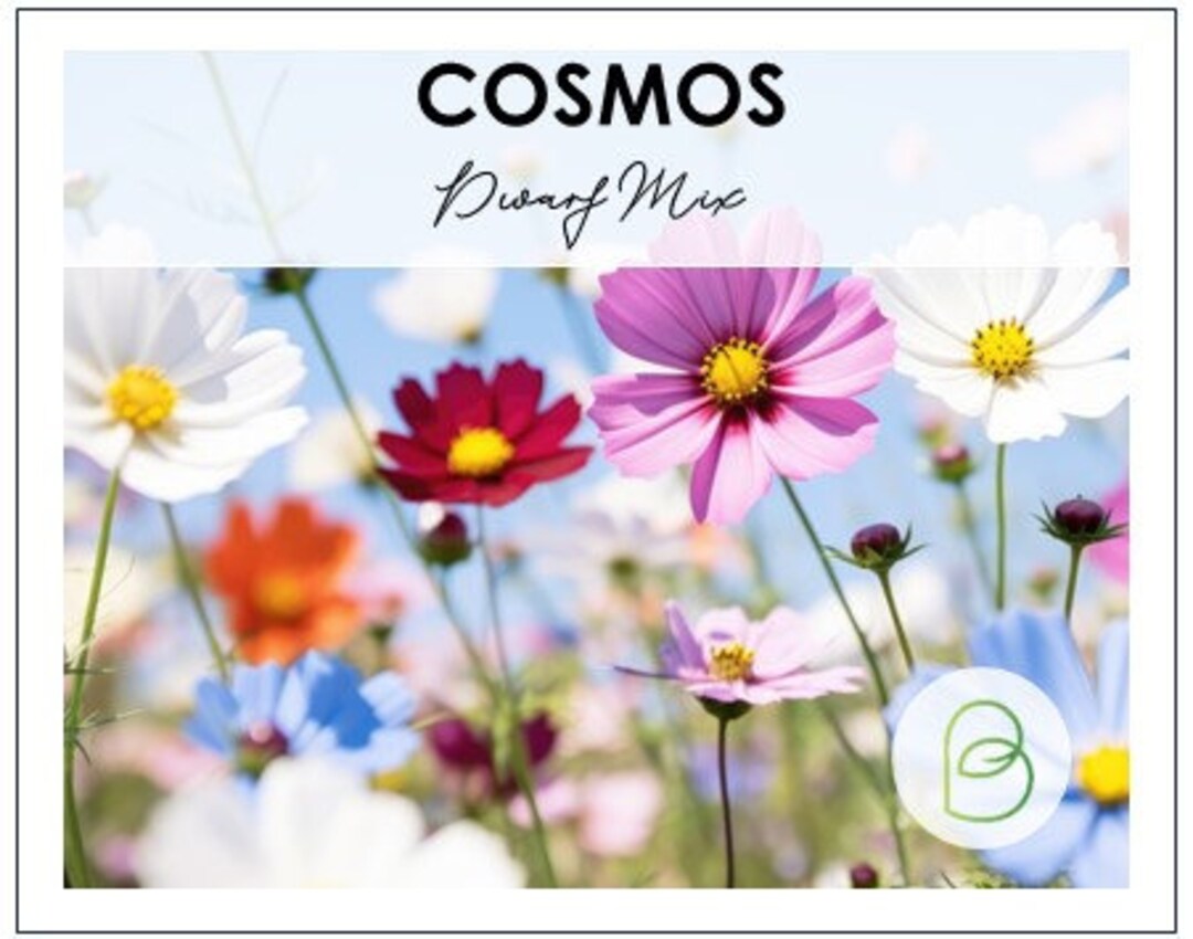 Cosmos Dwarf Mix 50 Seeds, Cosmos Bipinnatus, Heirloom Seeds, Cut ...