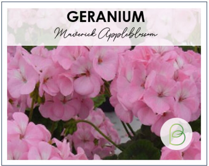 Geranium Maverick Abbleblossom Seeds Annual Flower Seeds Pelargonium X ...