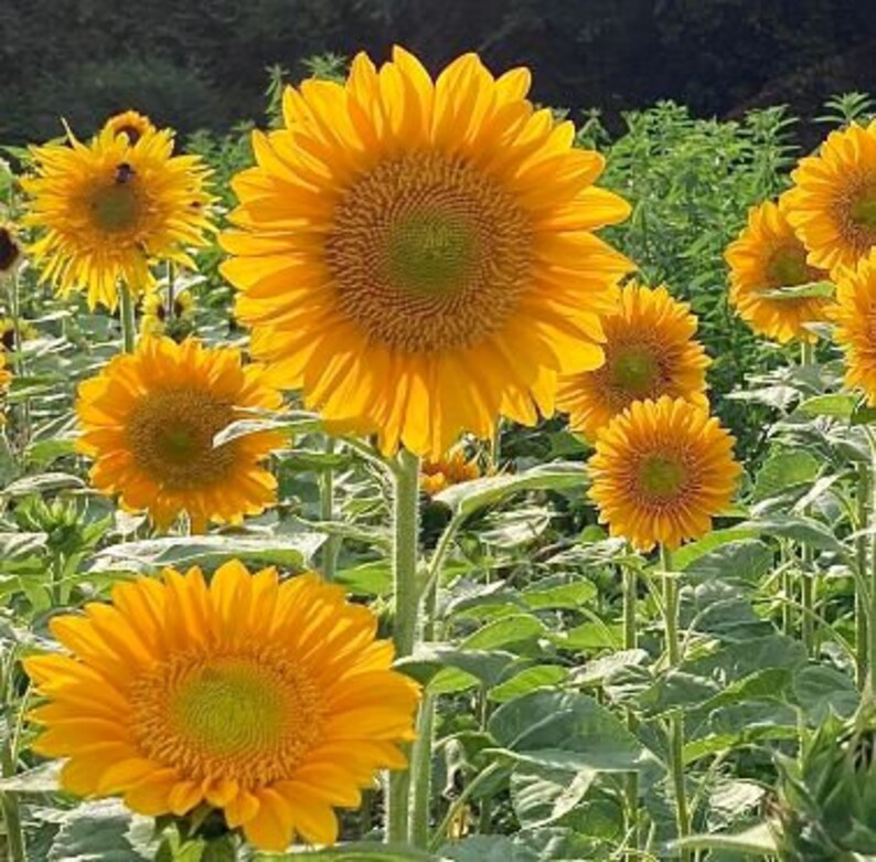 Procut Gold Lite DMR Sunflower 10 Seeds F1 Seeds Hybrid - Etsy