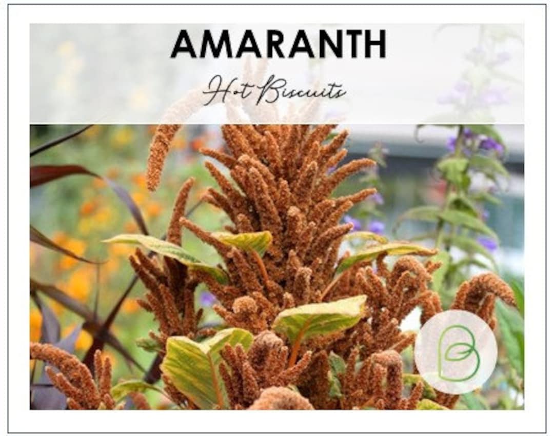 Hot Biscuits Amaranth 50+ Seeds, Amaranthus Cruentus, Vibrant Blooms ...