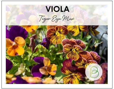 20 Viola, Tiger Eye Mix PRIMED Seeds - Etsy
