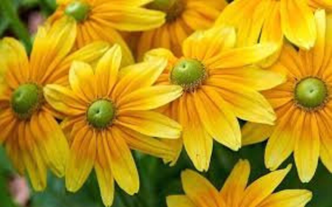 Rudbeckia Green Eyes 25 Seeds Rudbeckia Hirta Seeds - Etsy
