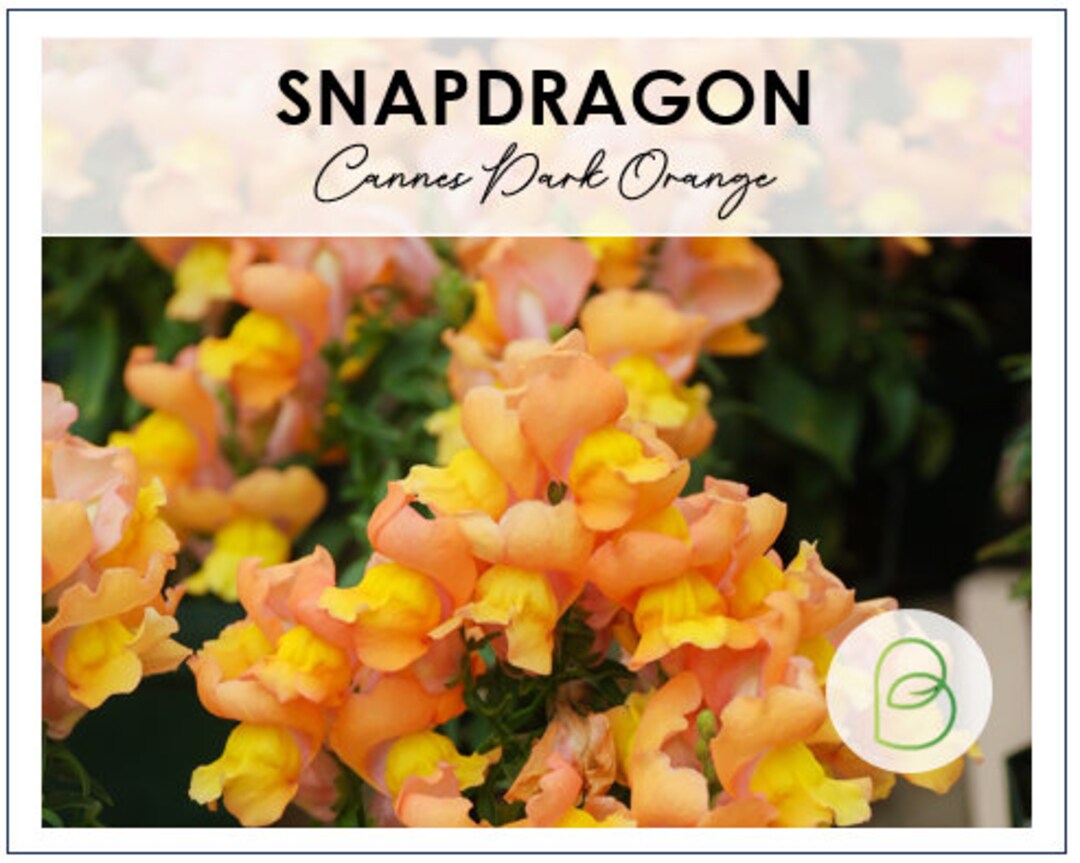 Snapdragon Cannes Dark Orange Seeds, 20 Seeds, Antirrhunium - Etsy