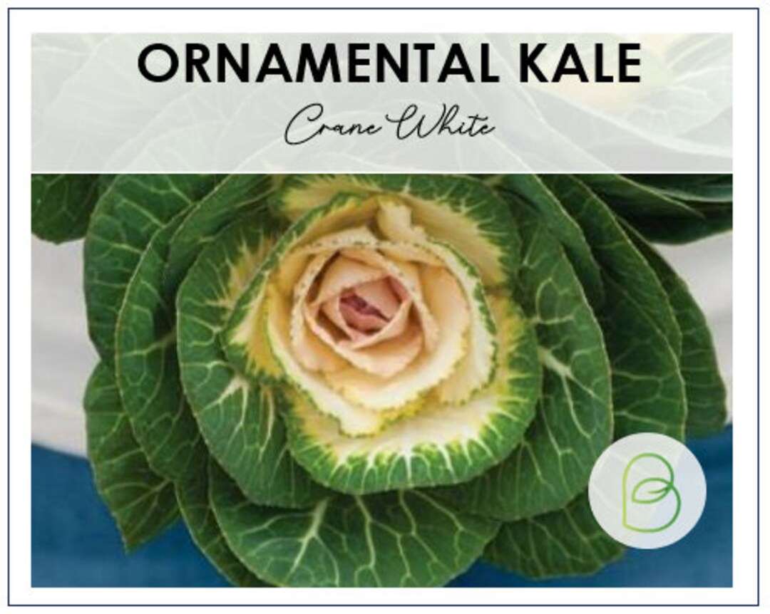 Crane White Flowering Ornamental Kale Seeds - Etsy